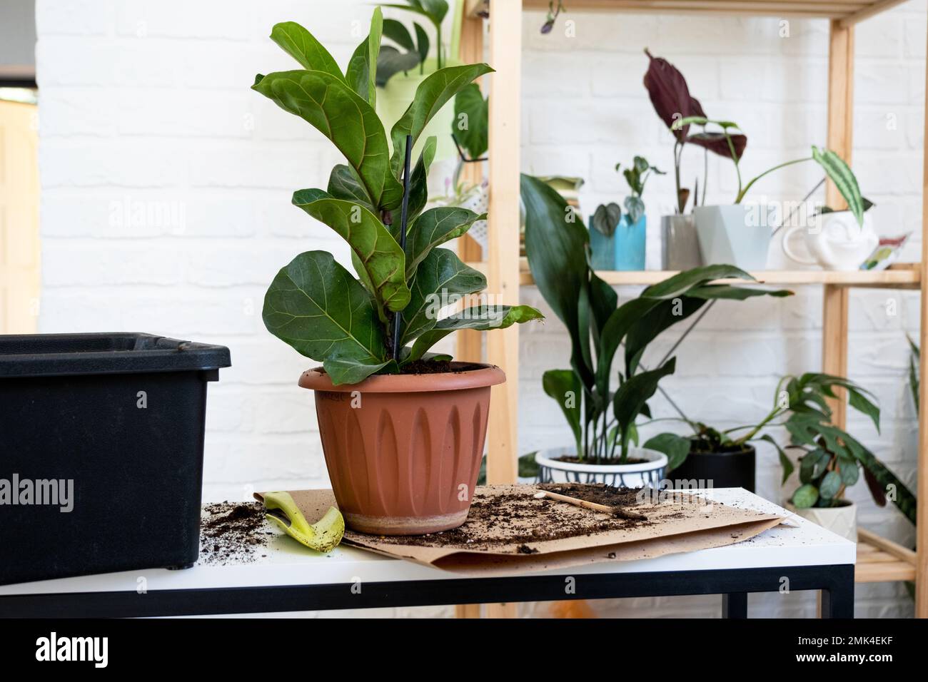 Transplanting a home plant Ficus lyrata into a new pot. A woman plants ...