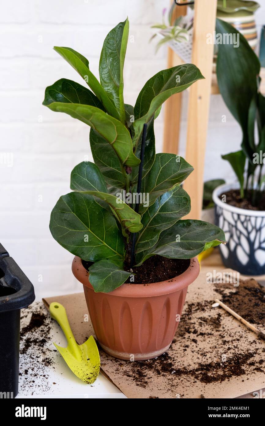 Transplanting a home plant Ficus lyrata into a new pot. A woman plants ...