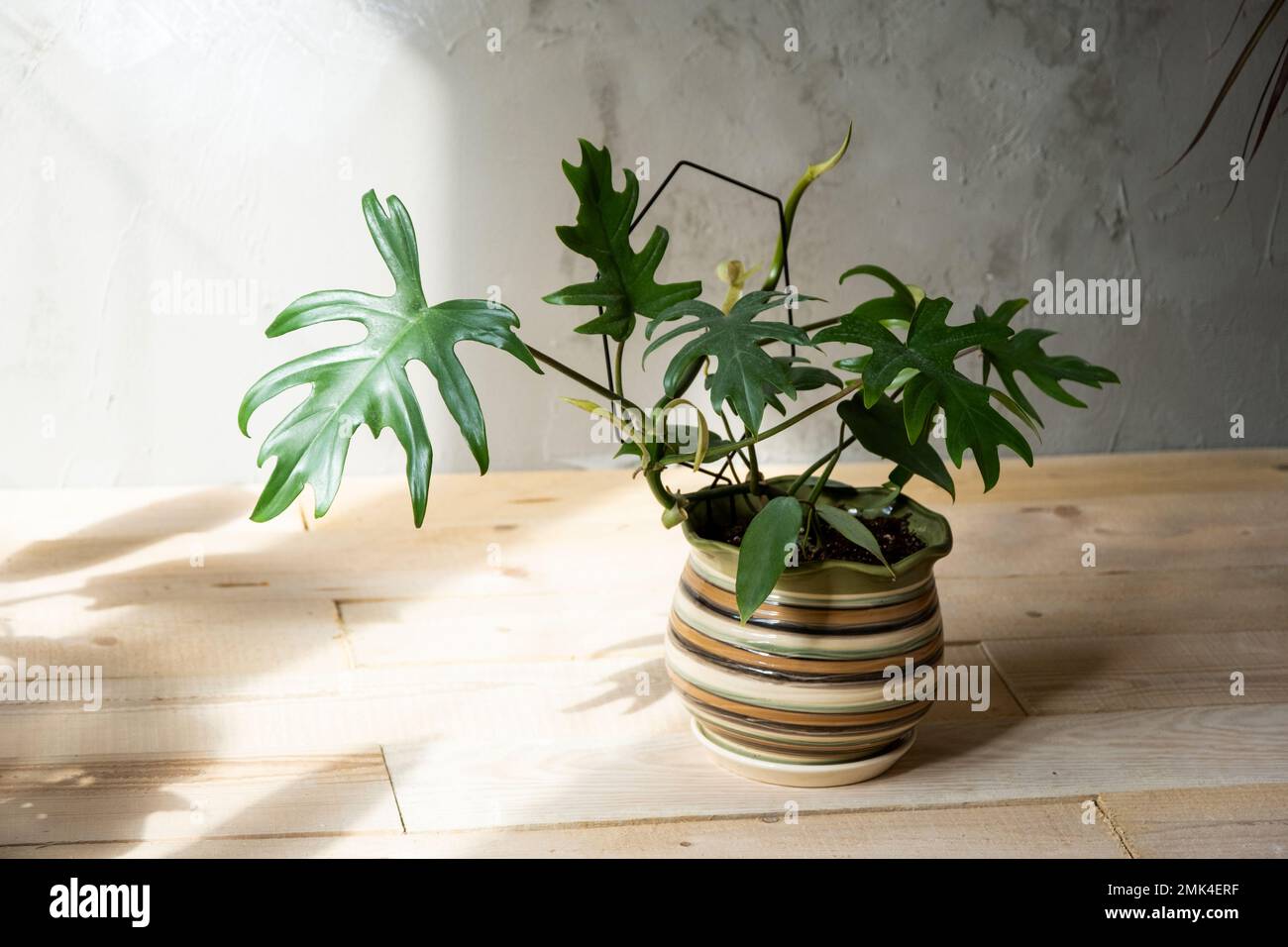 Philodendron Mayo in the interior of the house. Carved leaves of a ...