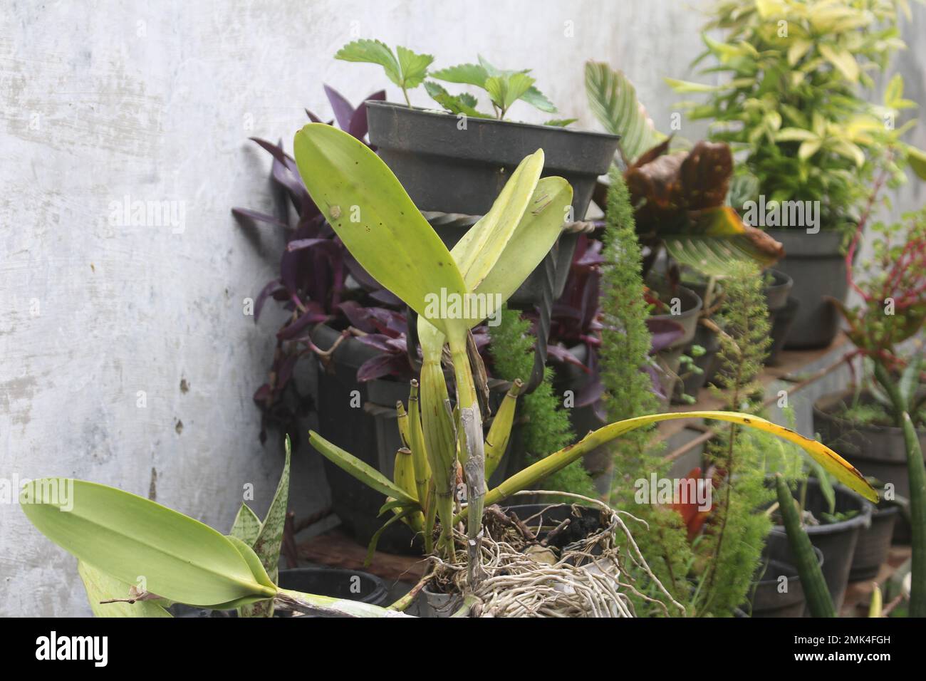 Orchid flower stalks that thrive in the yard of the house during the ...