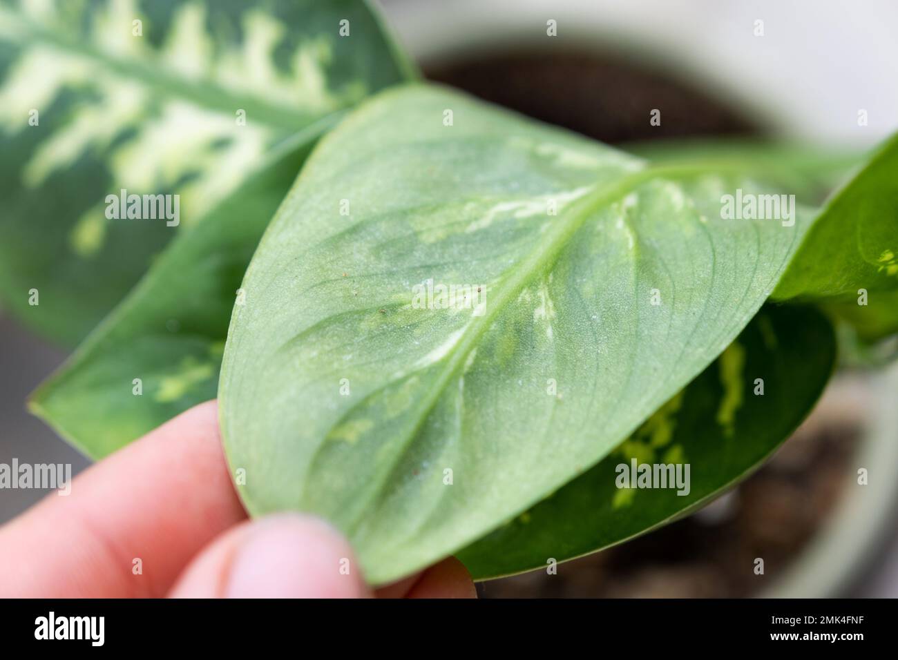 Leaves home plant affected by a spider mite, small insects, Problems in ...