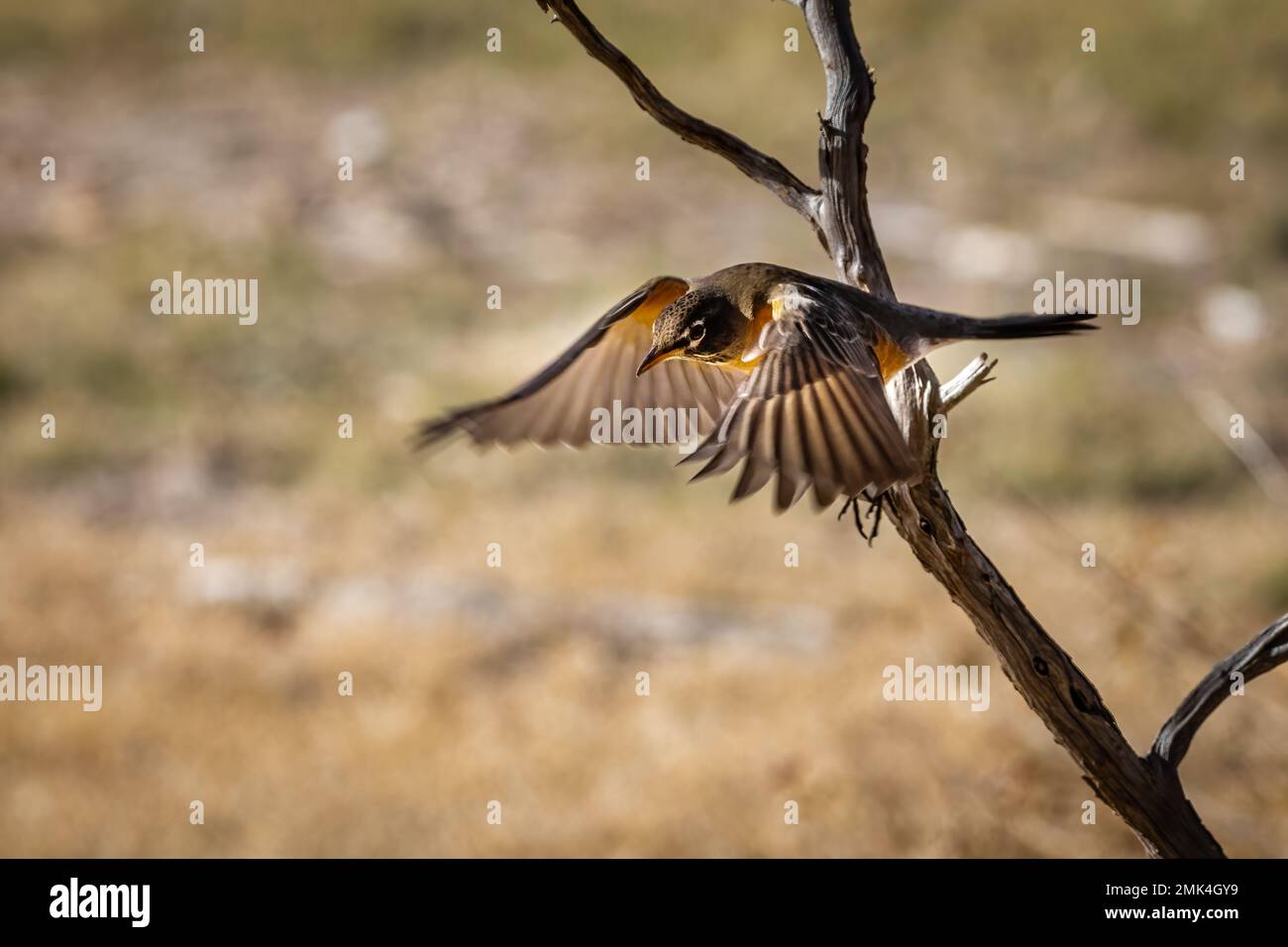 American Robin in flight Stock Photo - Alamy
