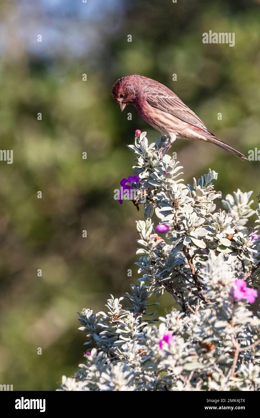 House finch resting hi-res stock photography and images - Alamy