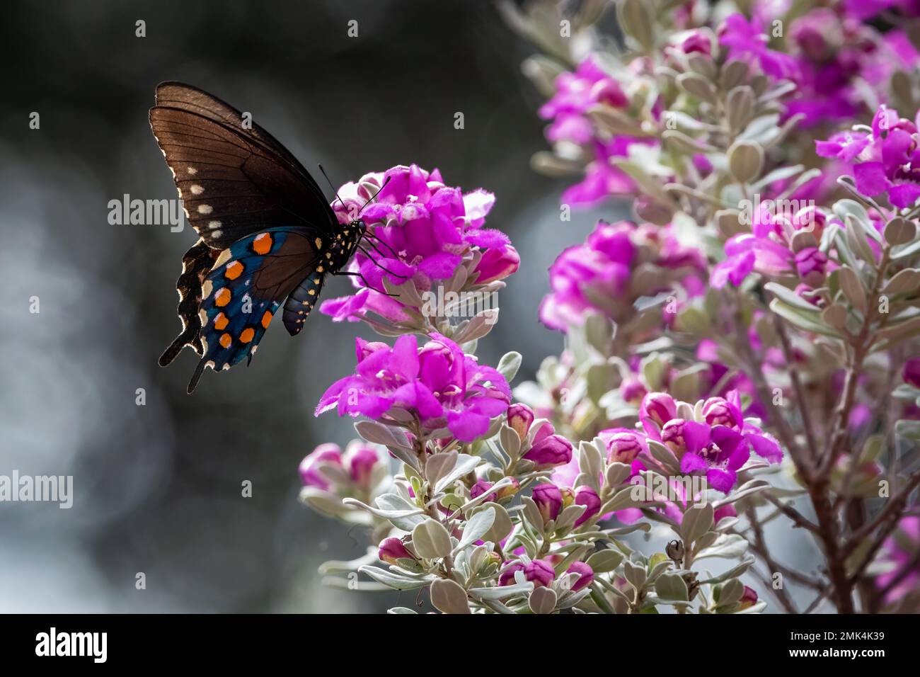 Swallowtail butterfly on purple sage flowers Stock Photo - Alamy