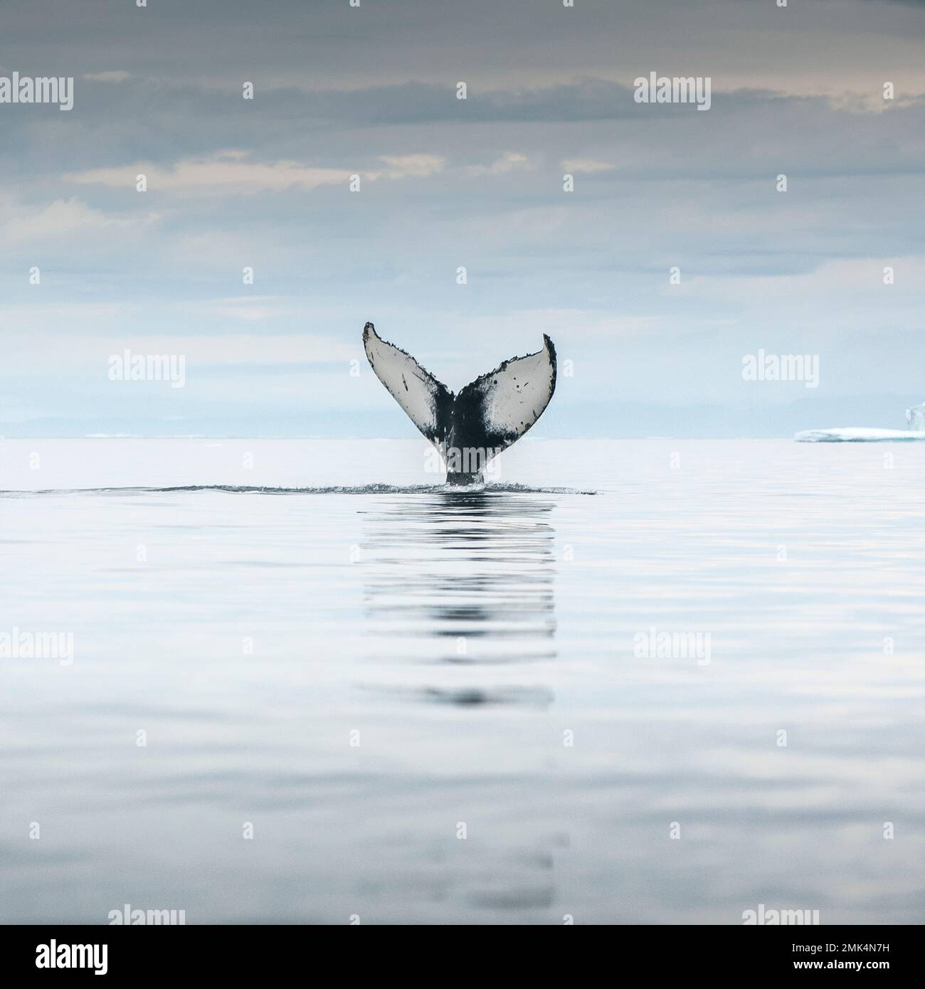 Tail fluke of humpback whale, Greenland. West coast of Greenland on a ...