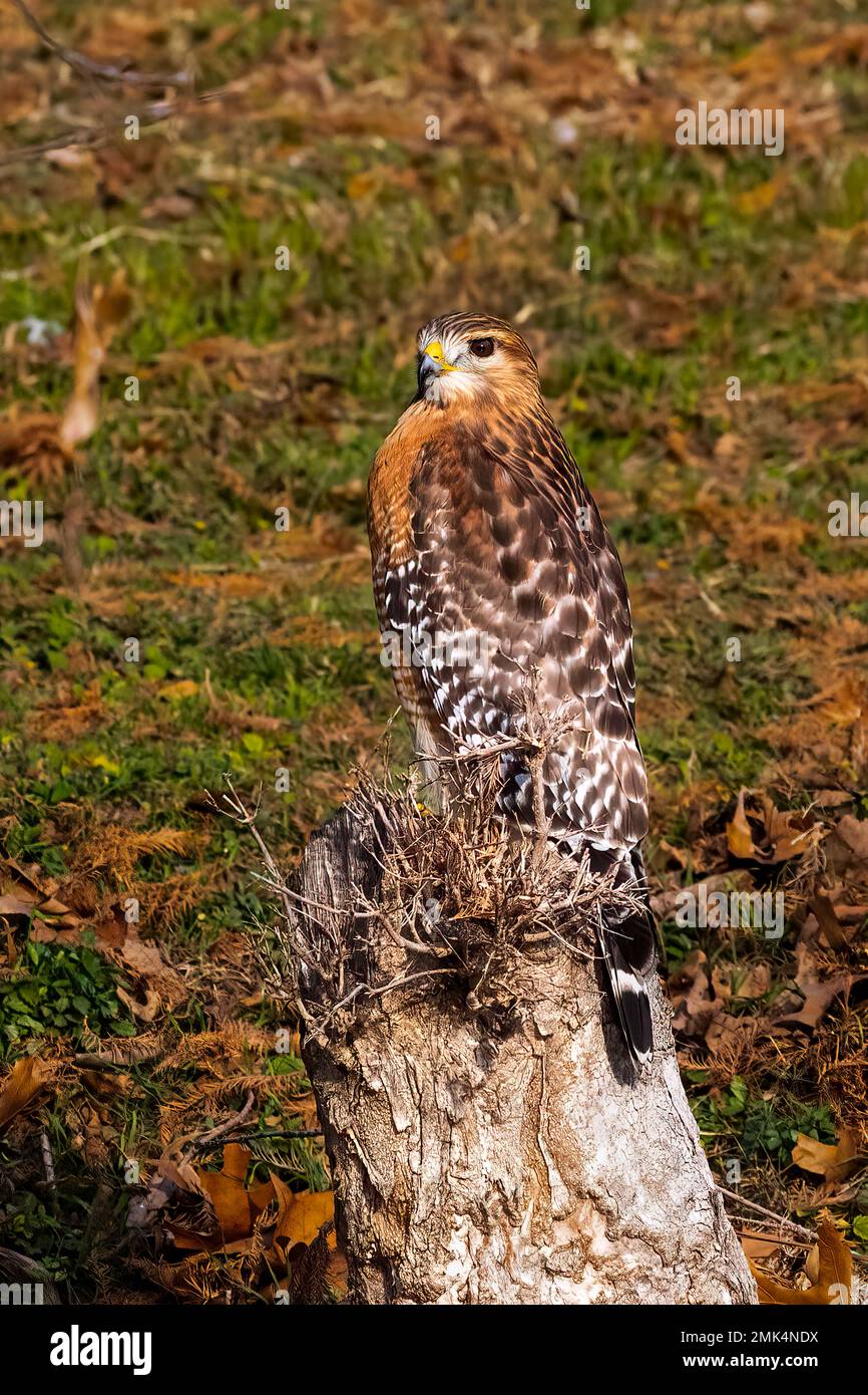 Red-shouldered hawk resting Stock Photo - Alamy