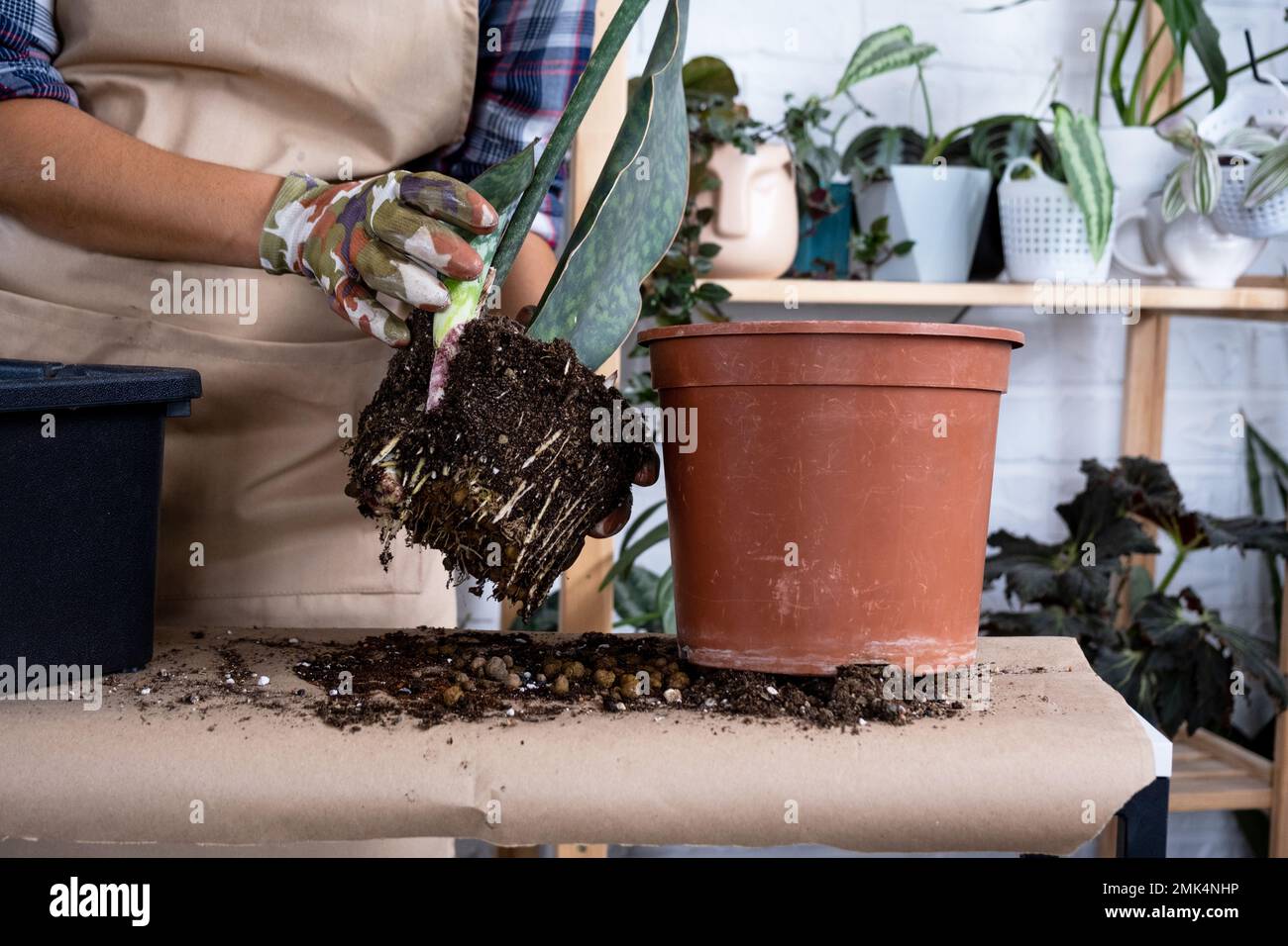 An earthen lump of a potted plant with healthy roots. Transplanting and ...