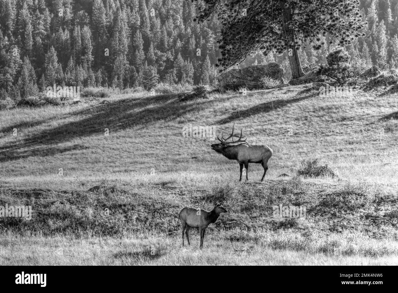 Elk herd Black and White Stock Photos & Images - Alamy
