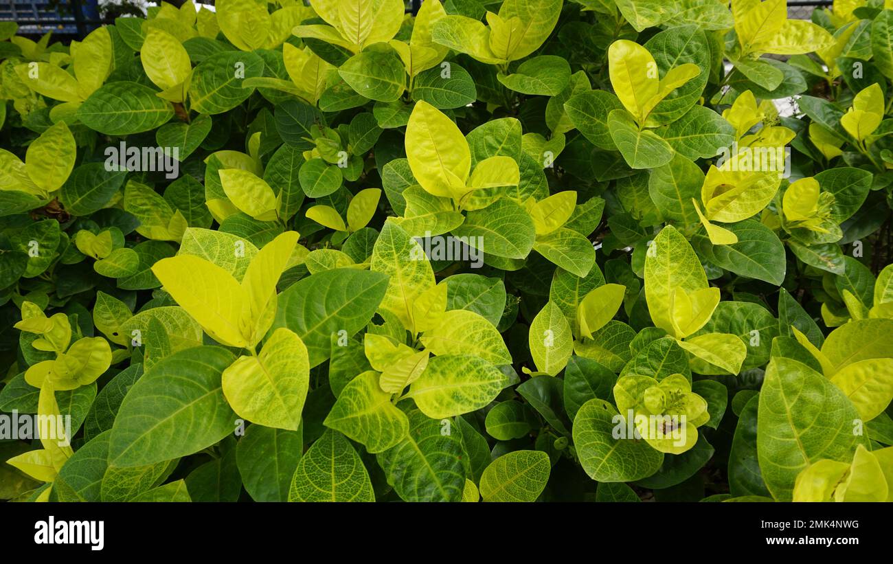 Closeup of fresh green lush leaves of Pseuderanthemum carruthersii ...