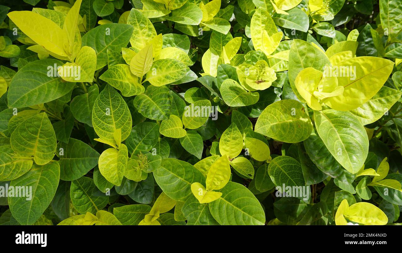 Closeup of fresh green lush leaves of Pseuderanthemum carruthersii ...