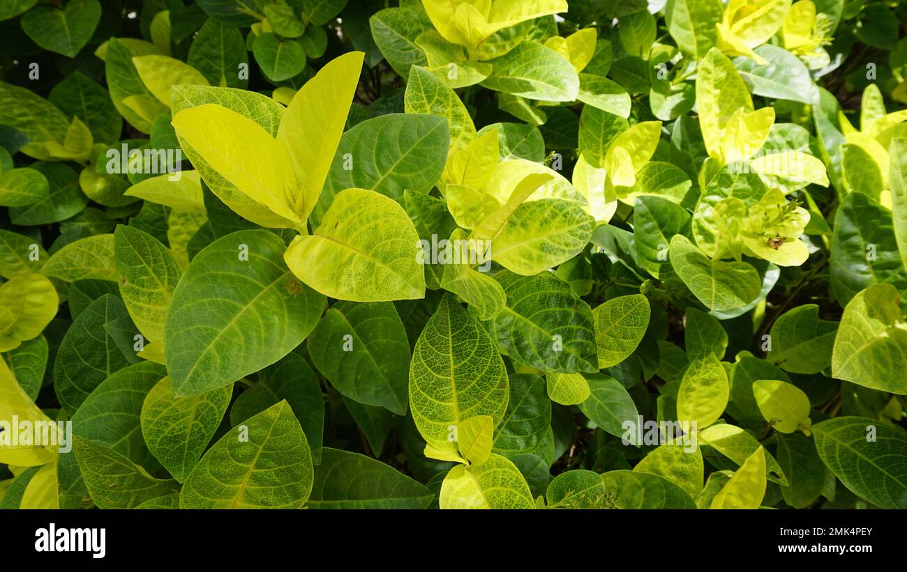 Closeup of fresh green lush leaves of Pseuderanthemum carruthersii ...
