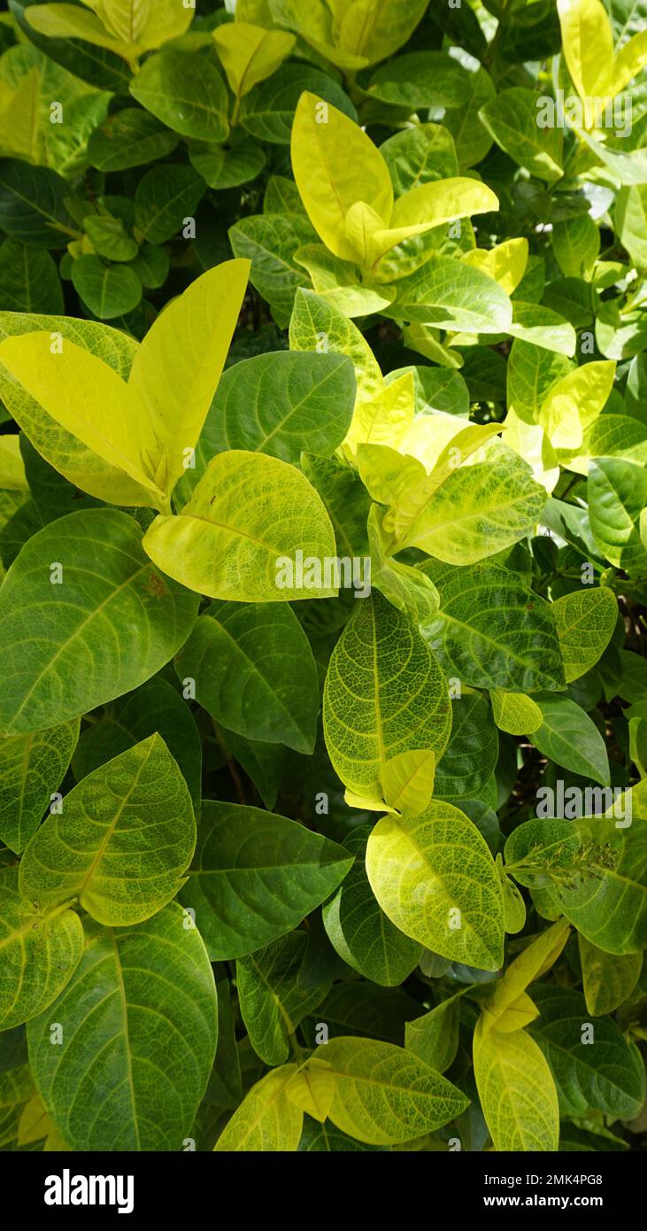 Closeup of fresh green lush leaves of Pseuderanthemum carruthersii ...