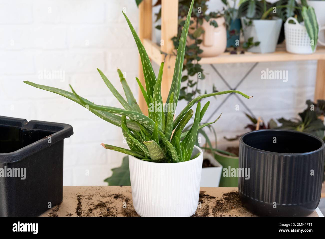 Indoor medicinal plant Aloe Vera after transplanting into a new soil ...