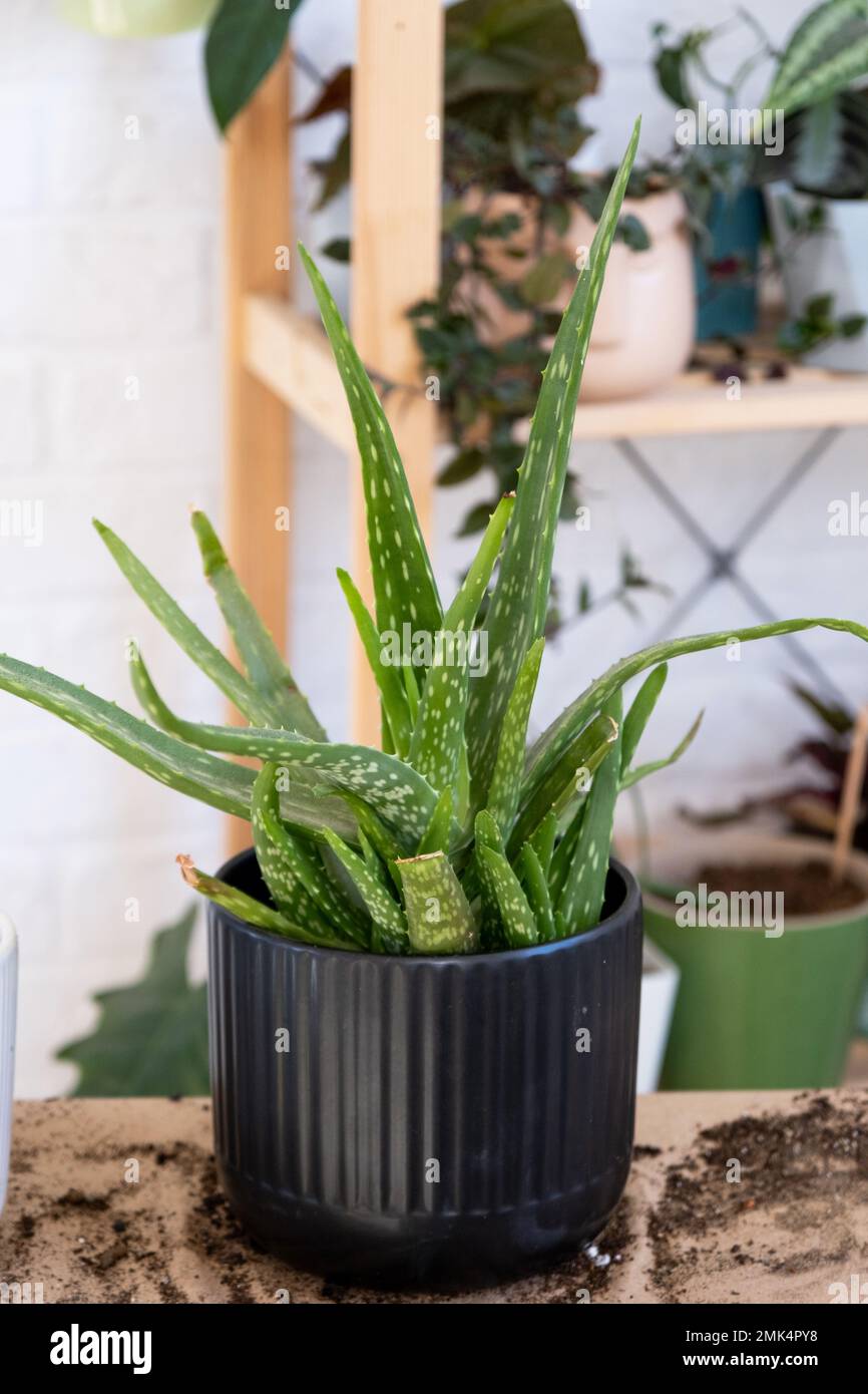 Indoor medicinal plant Aloe Vera after transplanting into a new soil ...