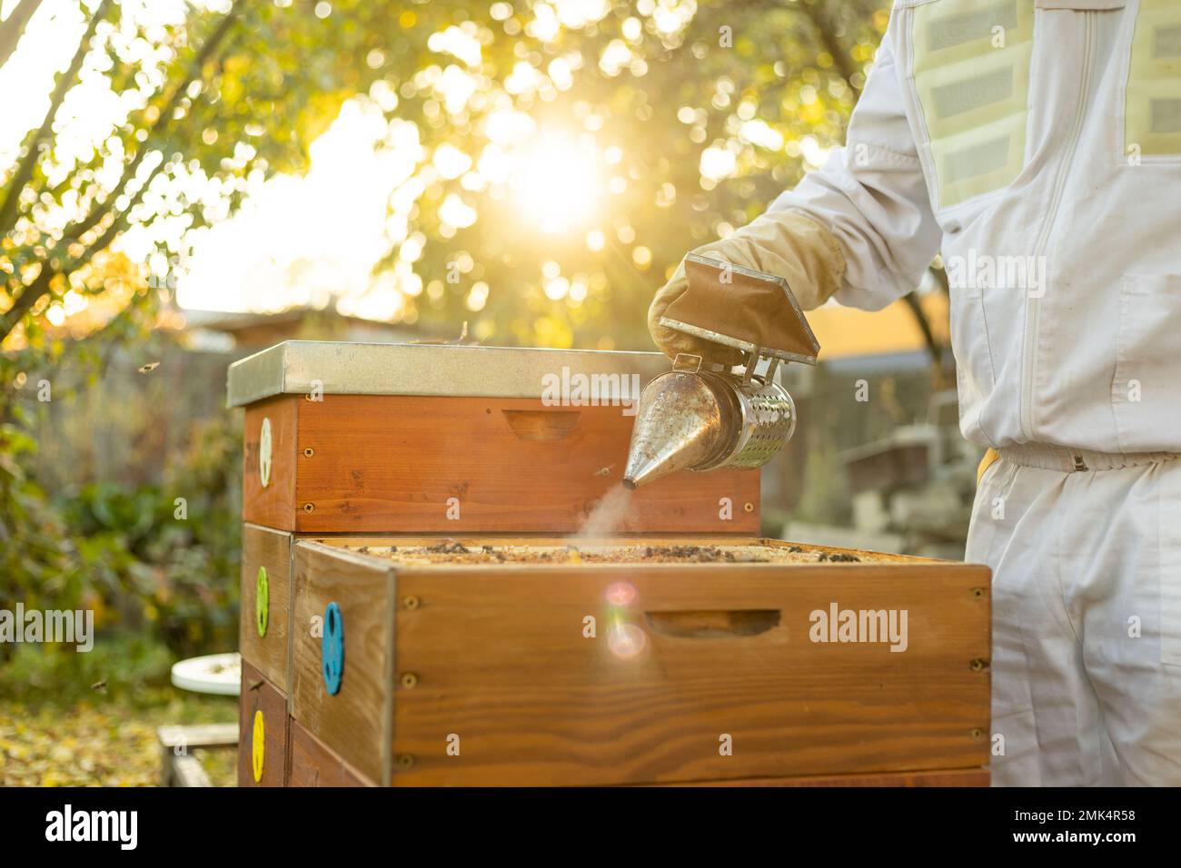 Bee smoker with apiarist with professional equipment working taking ...
