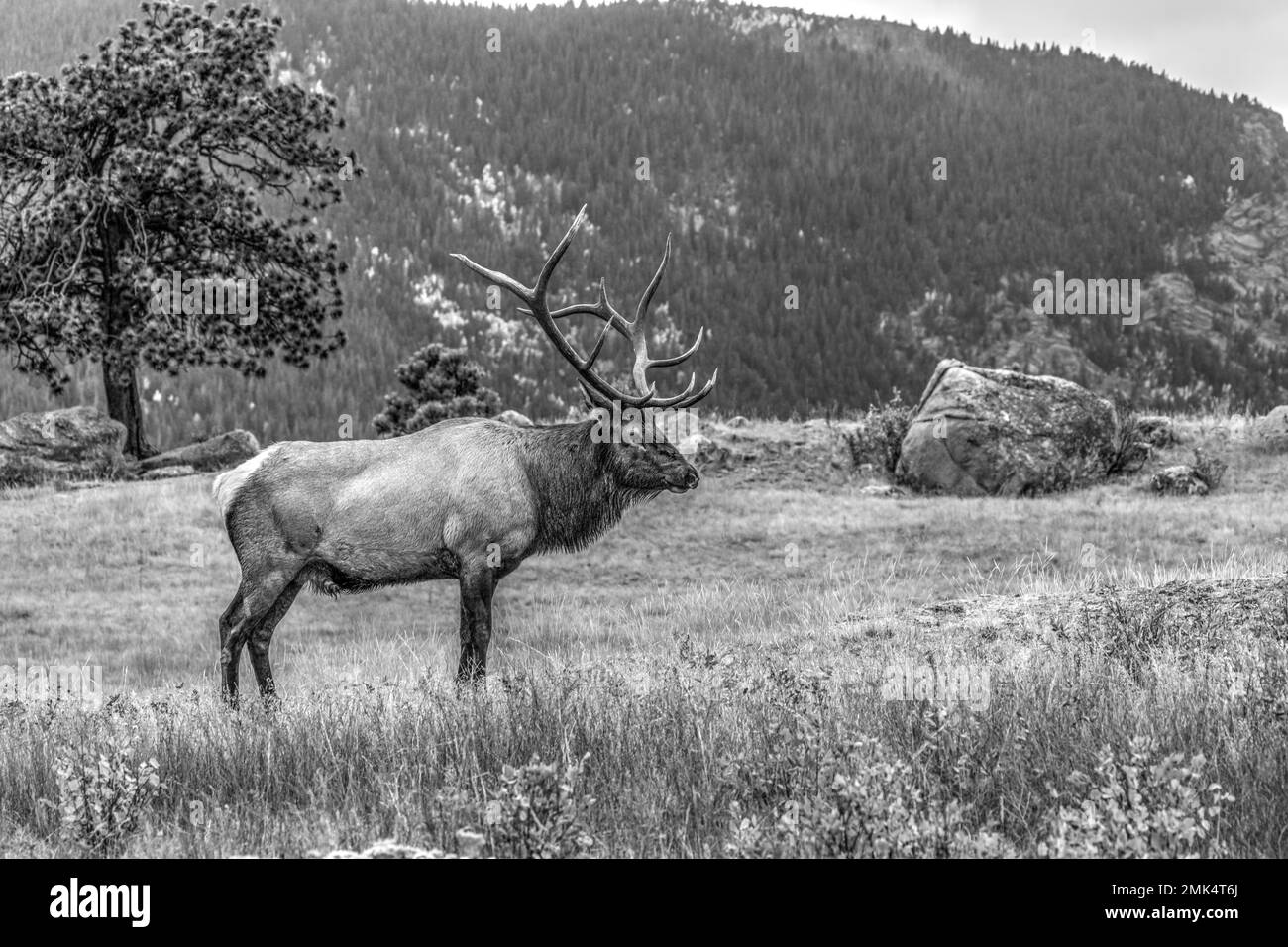 Bull mountain Black and White Stock Photos & Images - Alamy