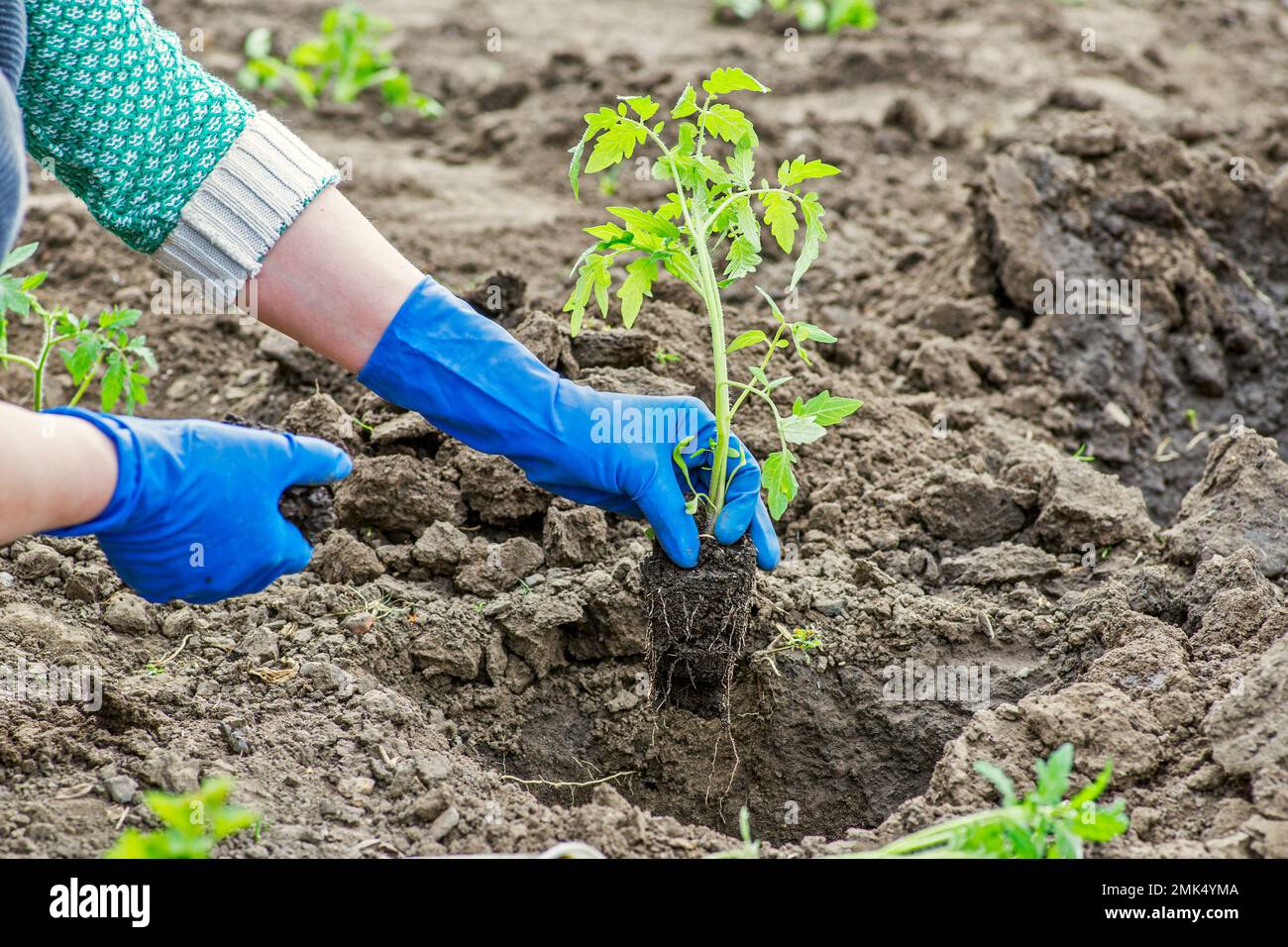 Woman planting a tomato seedling in the vegetable garden. Planting a ...