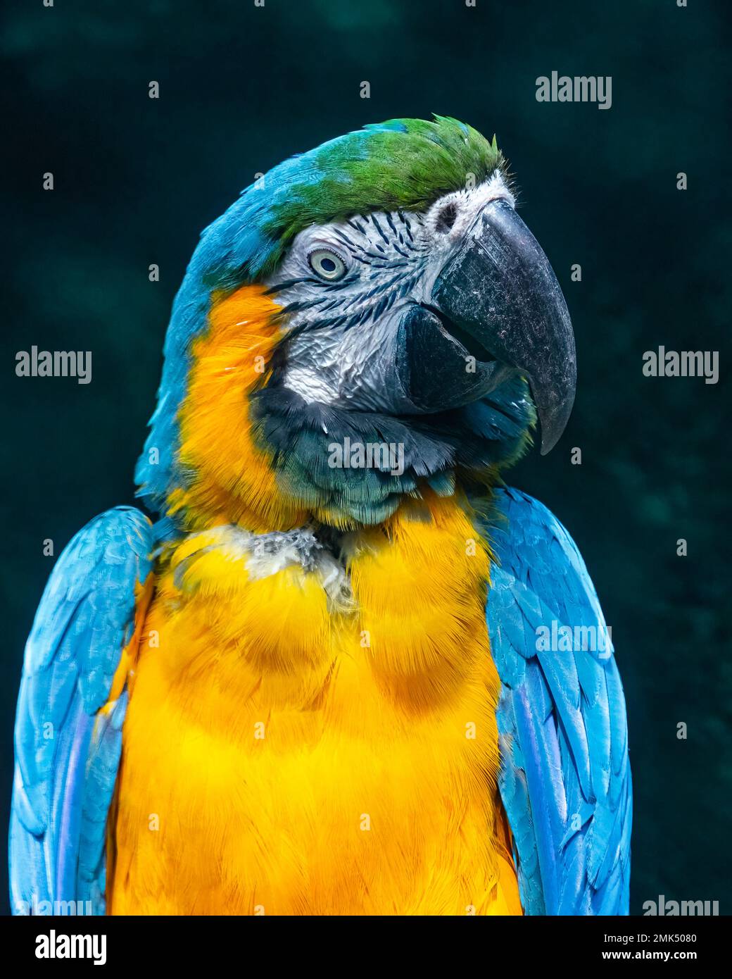 Closeup shot cute macaw hi-res stock photography and images - Alamy