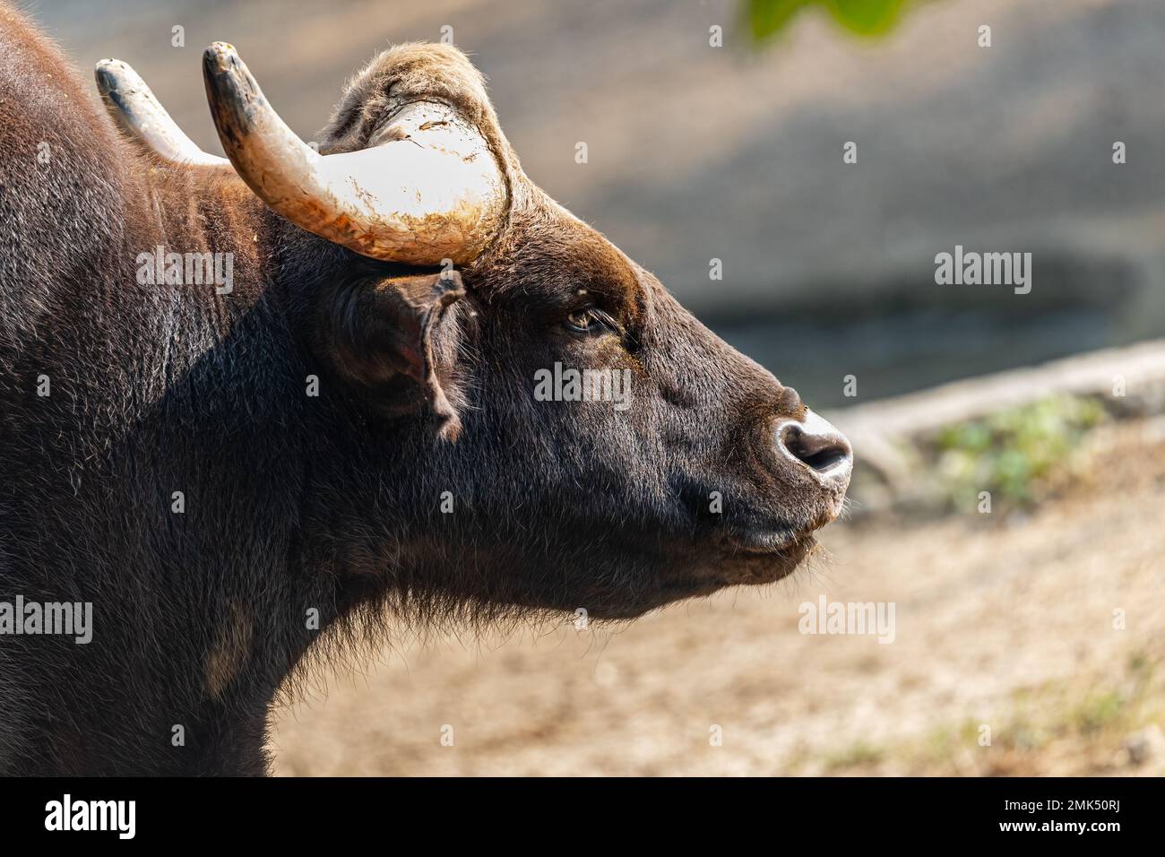 Indian forest creature hi-res stock photography and images - Alamy
