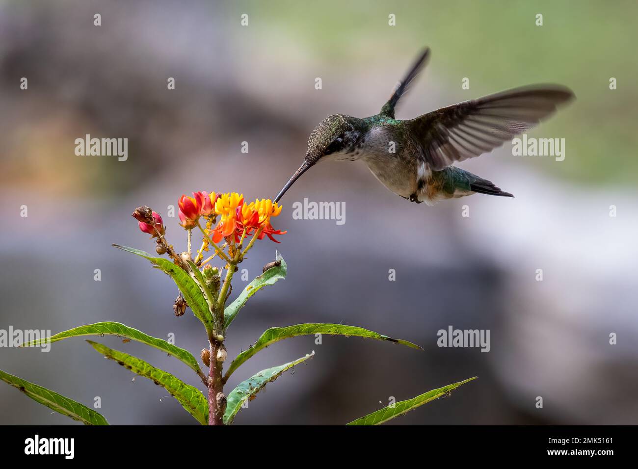 Hummingbird and butterfly in flight Stock Photo - Alamy