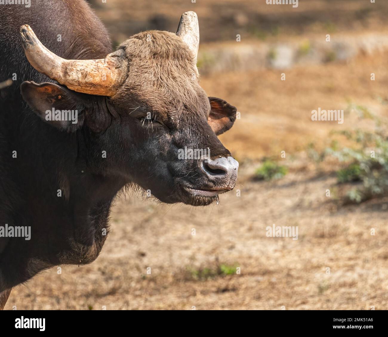 Chewing muscle hi-res stock photography and images - Alamy