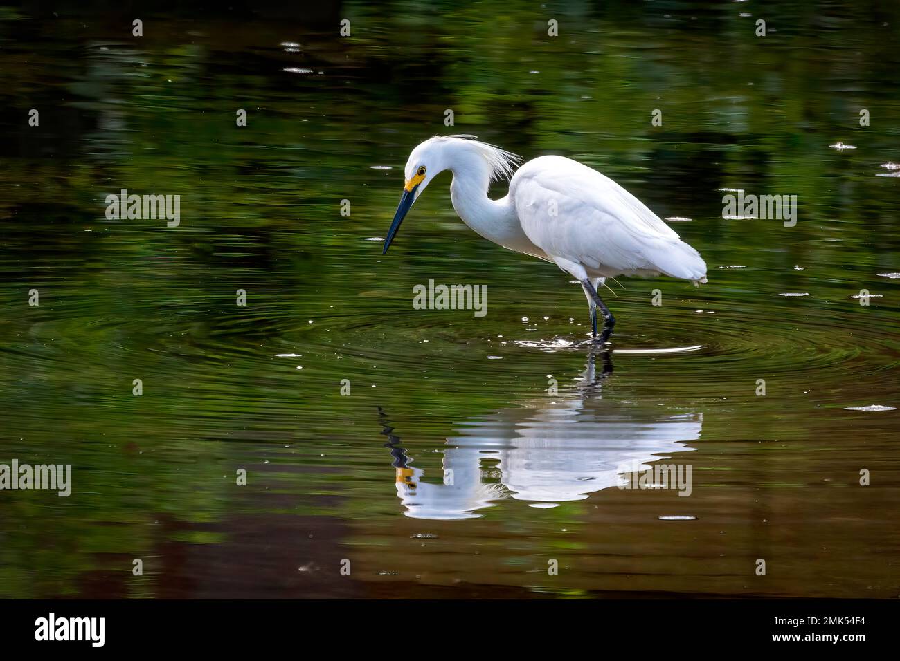 Snowy egret foraging in the river Stock Photo - Alamy
