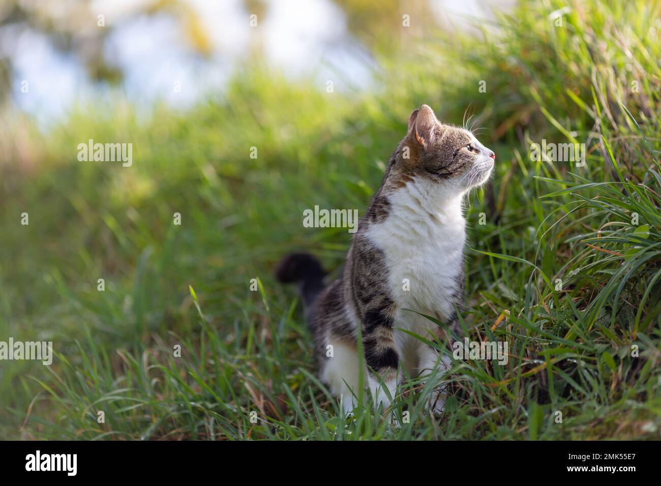Young cat with tiger pattern fur on a green grass Stock Photo - Alamy