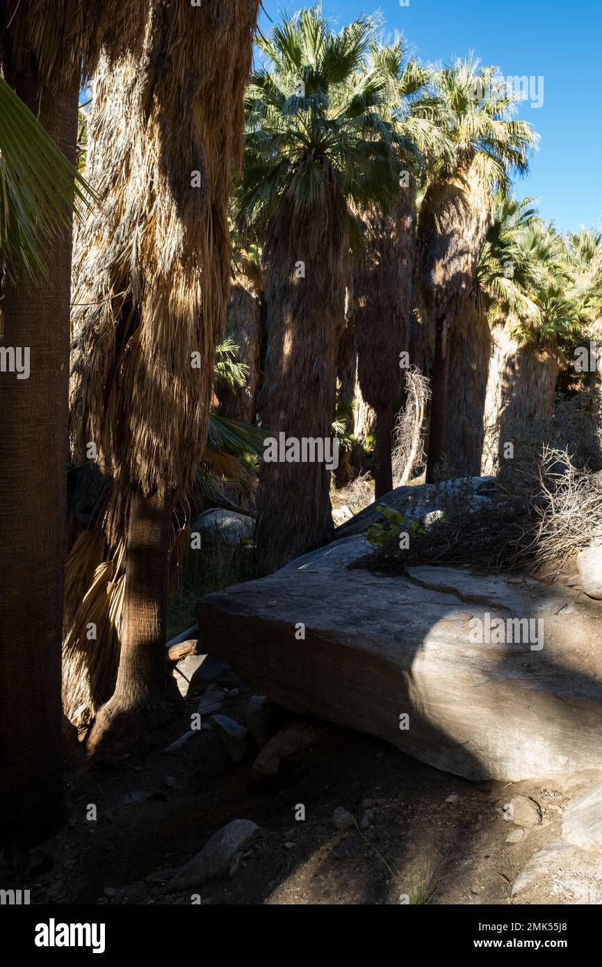 Palm Springs, USA. 12th Nov, 2022. Palm Springs California Indian ...