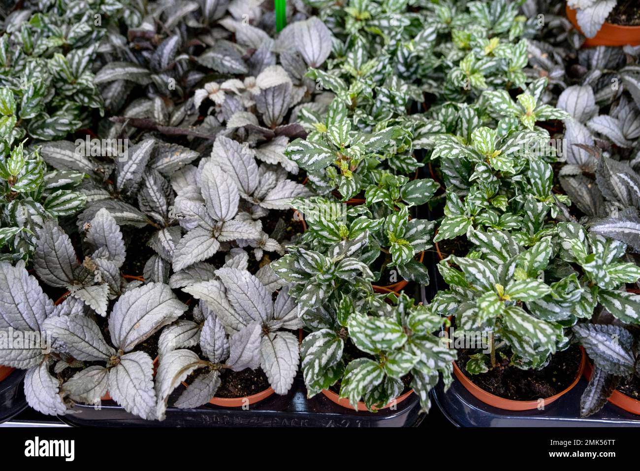 The assortment of home plants pilea on the shelf of the flower shop ...