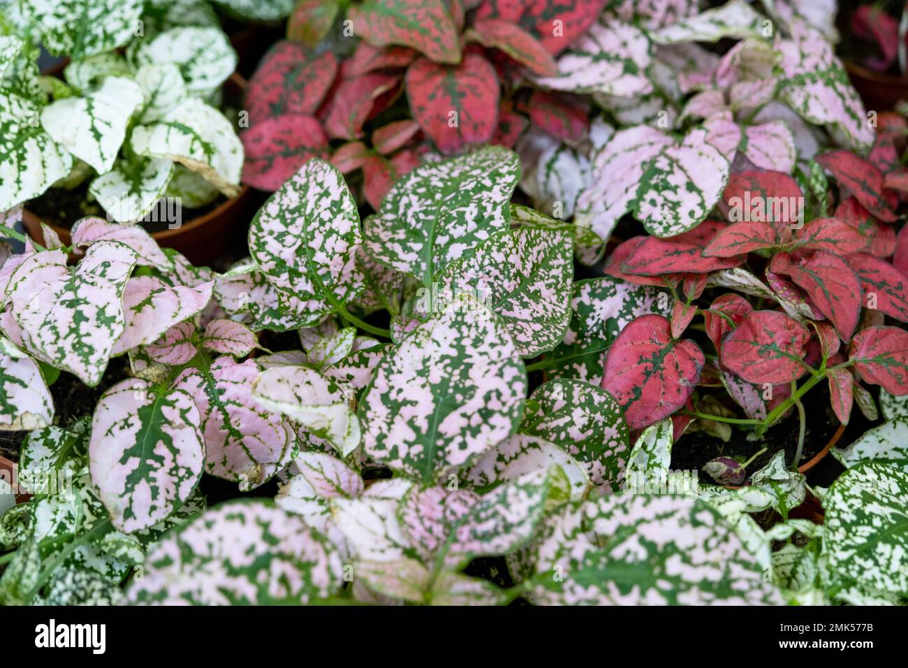 The assortment of home plants pilea on the shelf of the flower shop ...