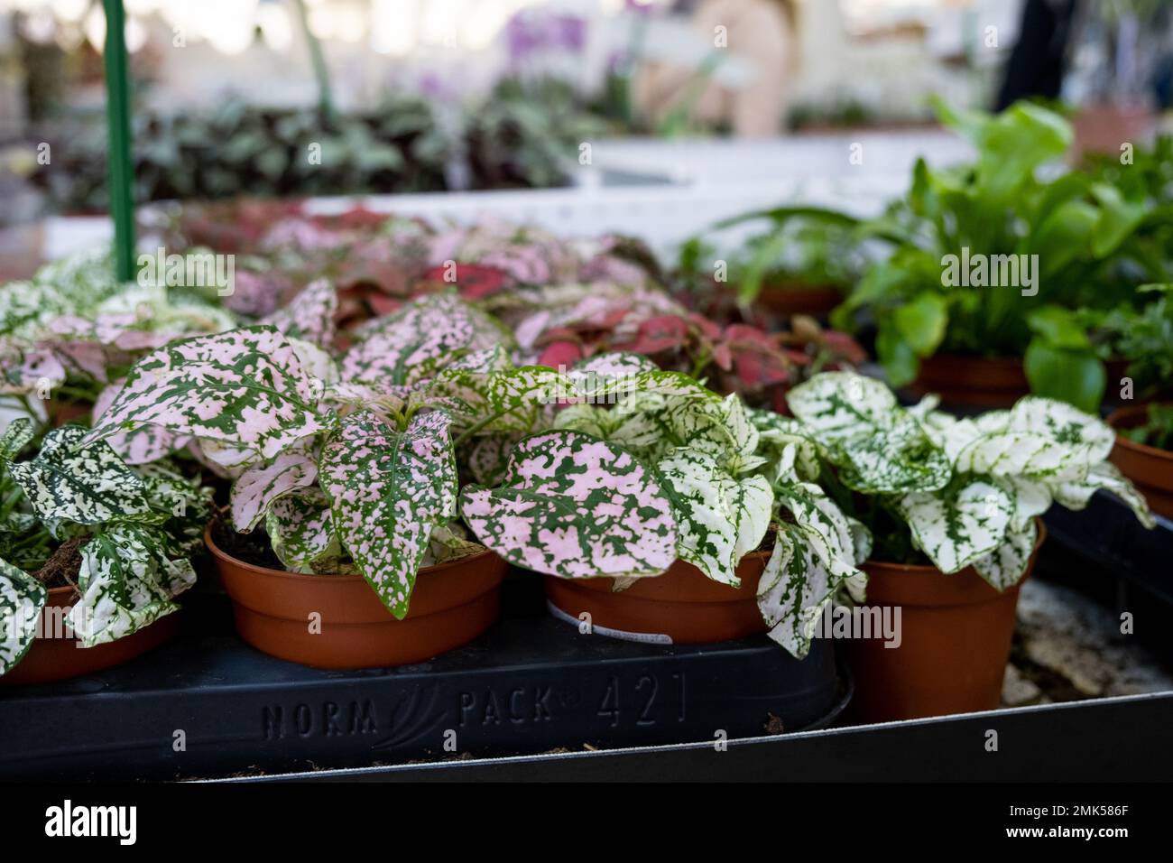 The assortment of home plants pilea on the shelf of the flower shop ...