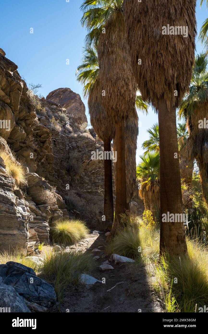 Palm Springs, USA. 12th Nov, 2022. Palm Springs California Indian ...