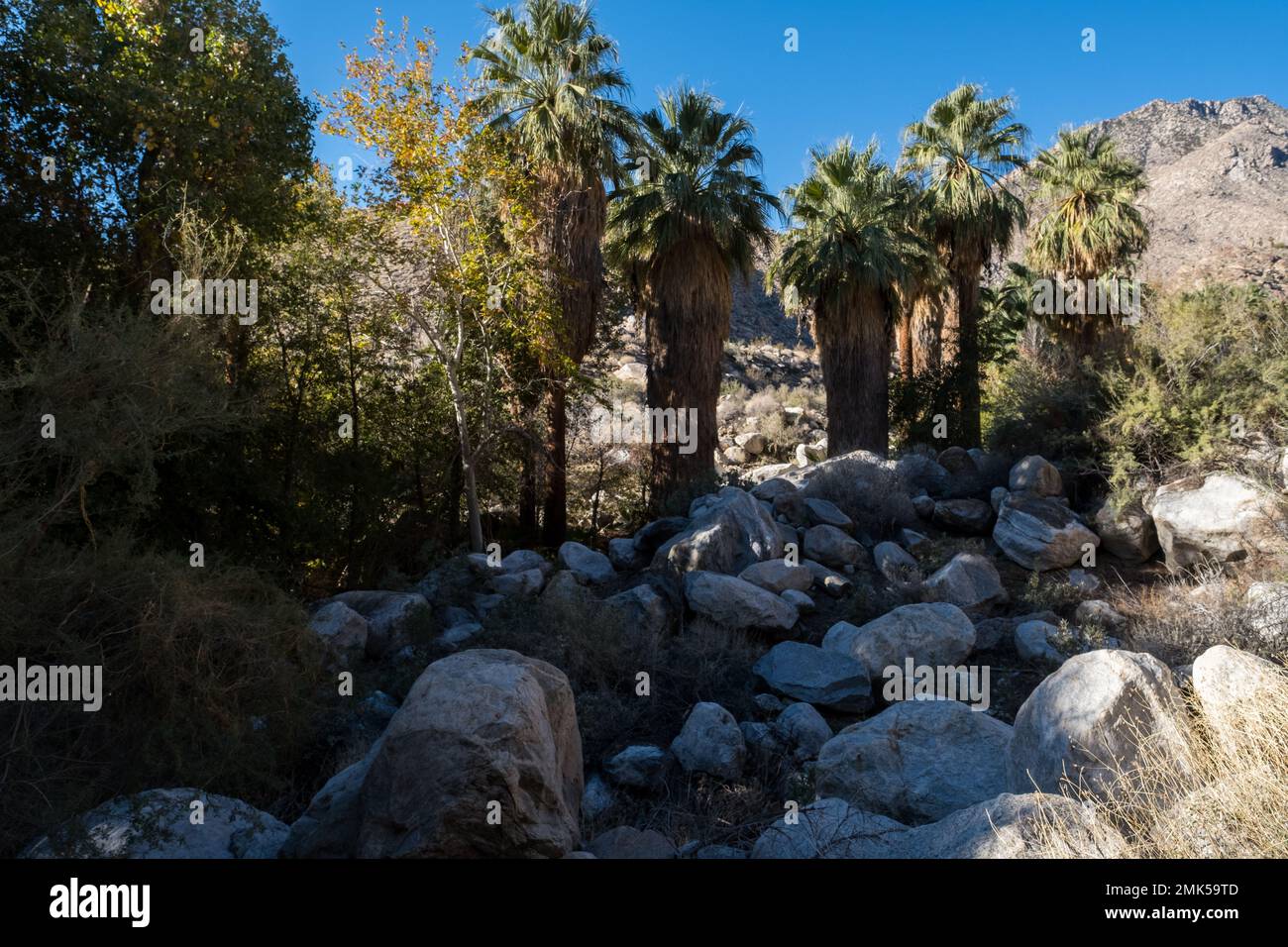 Palm Springs, USA. 12th Nov, 2022. Palm Springs California Indian ...