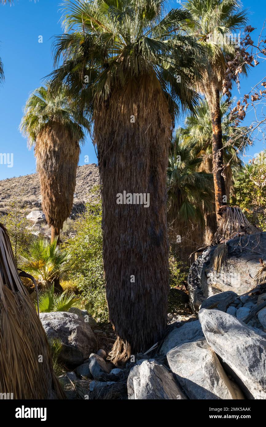 Palm Springs, USA. 12th Nov, 2022. Palm Springs California Indian ...