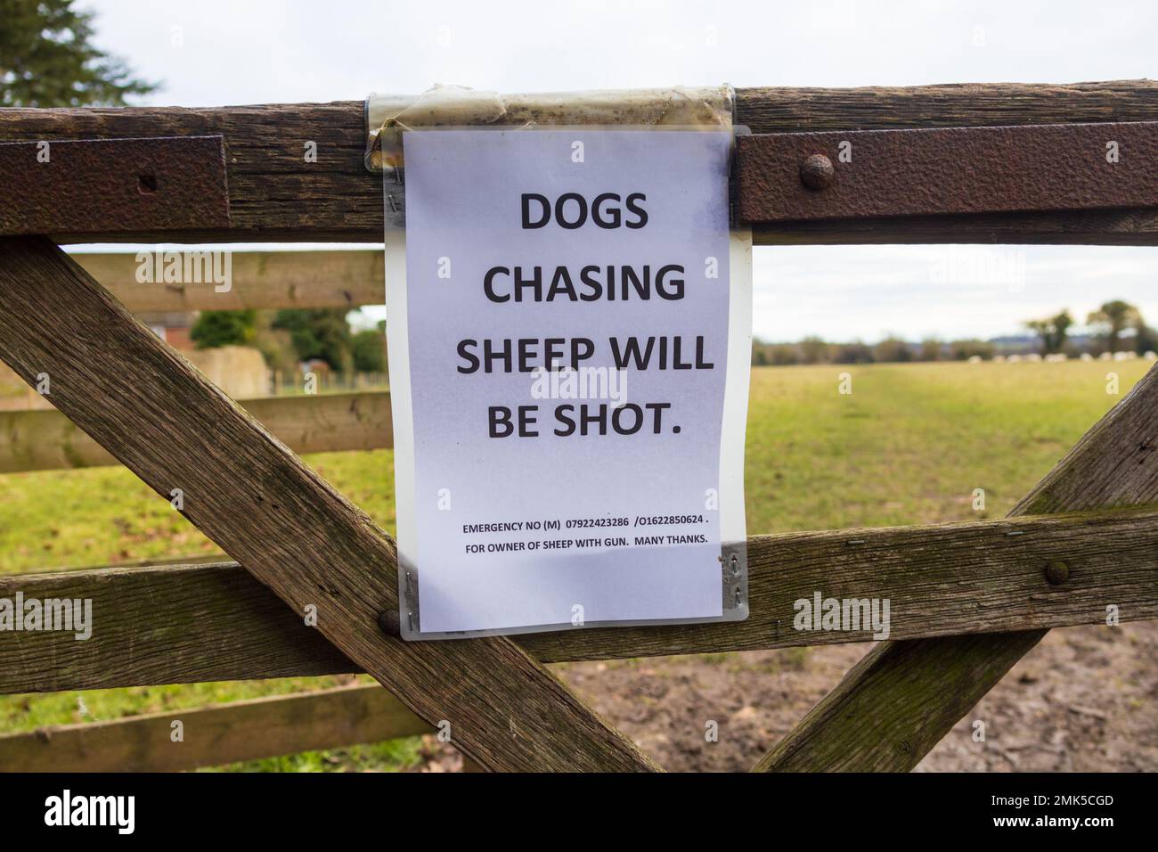 Dogs chasing sheep will be shot sign, farm gate, lenham, kent, uk Stock ...