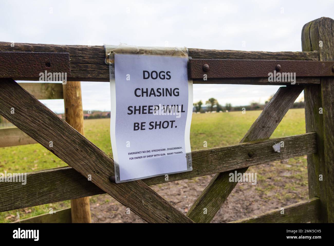 Dogs chasing sheep will be shot sign, farm gate, lenham, kent, uk Stock ...