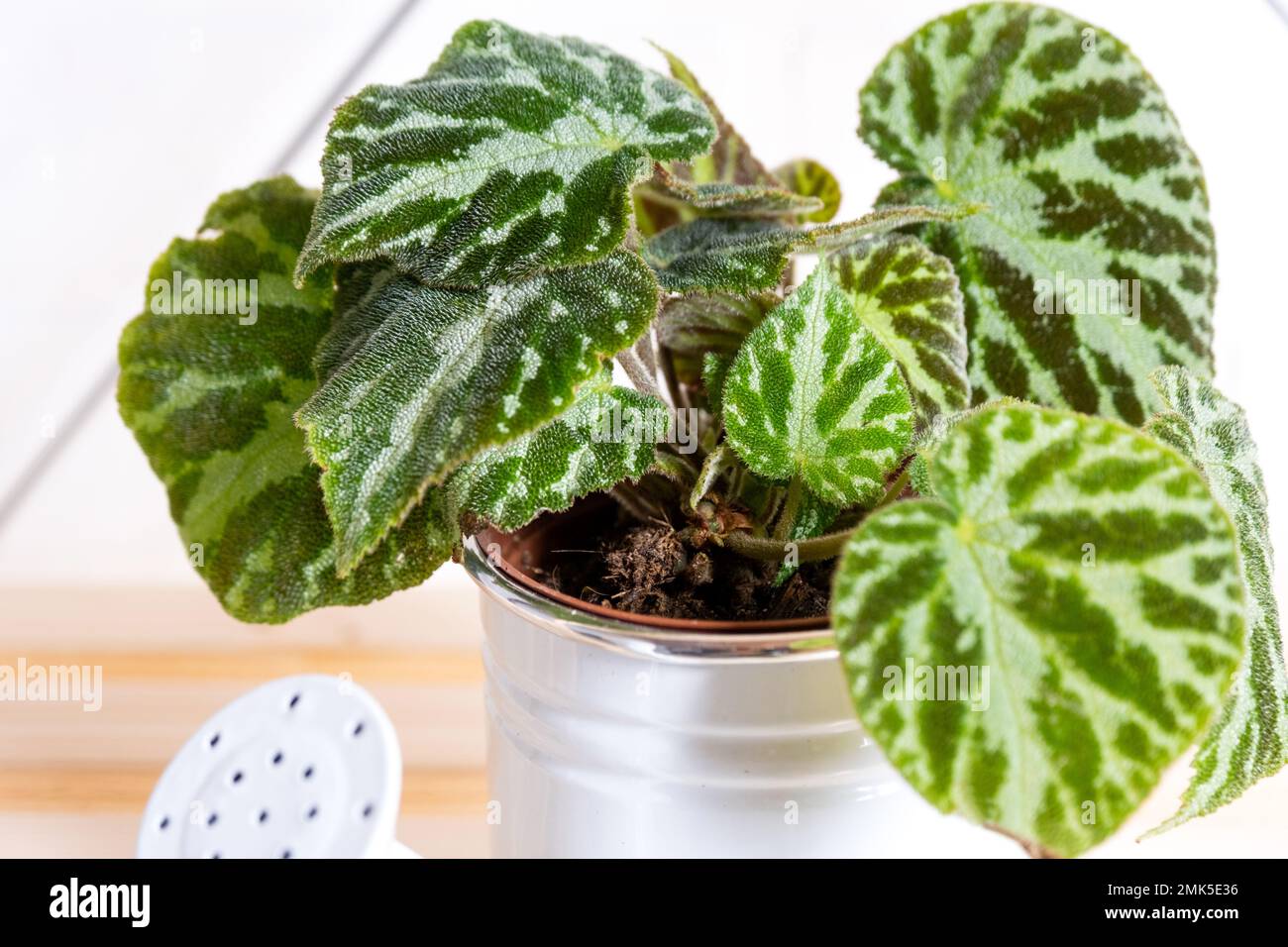 Home potted plant begonia decorative deciduous in the interior of the ...