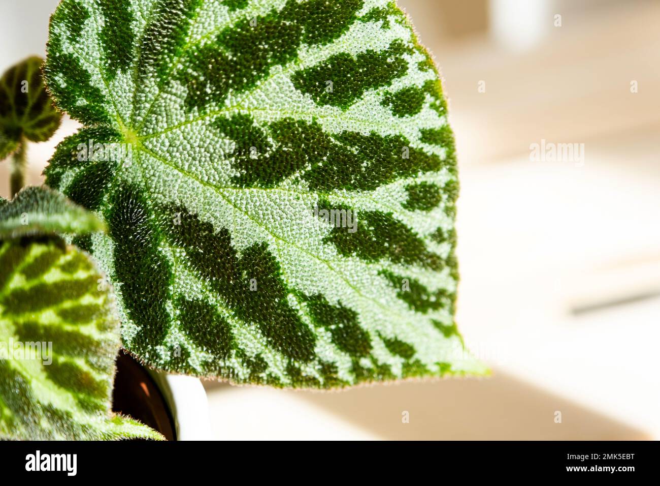 Home potted plant begonia decorative deciduous in the interior of the ...