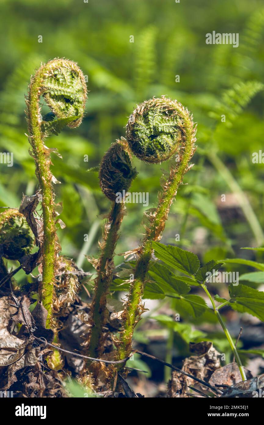 A fern unrolling a young frond hi-res stock photography and images - Alamy