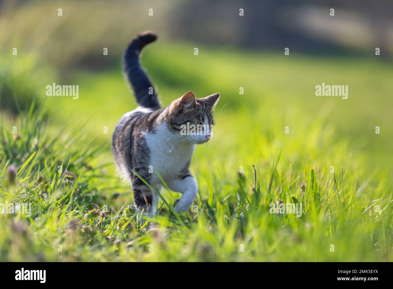 Cute tiger pattern hi-res stock photography and images - Alamy