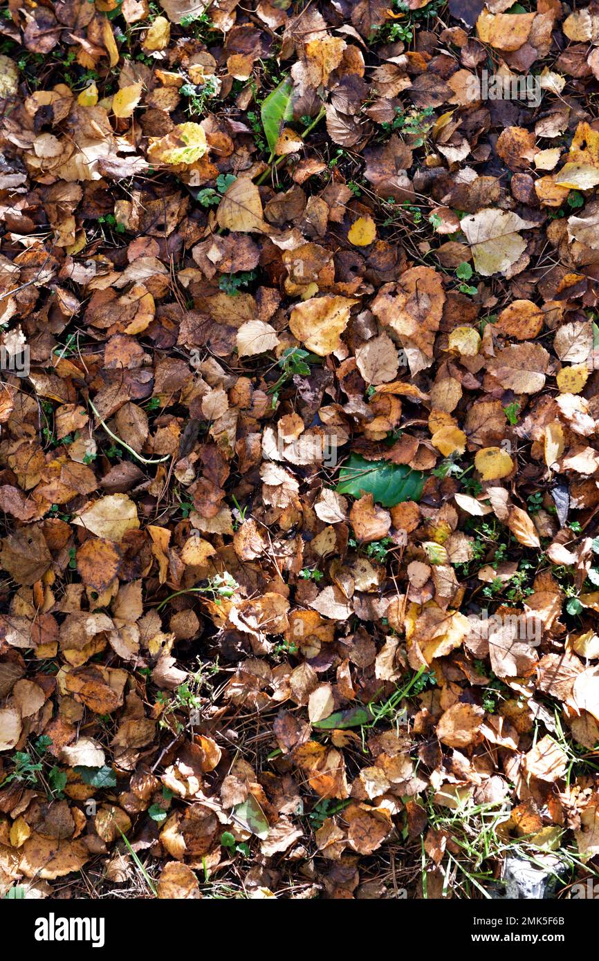 Decaying autumn leaves hi-res stock photography and images - Alamy