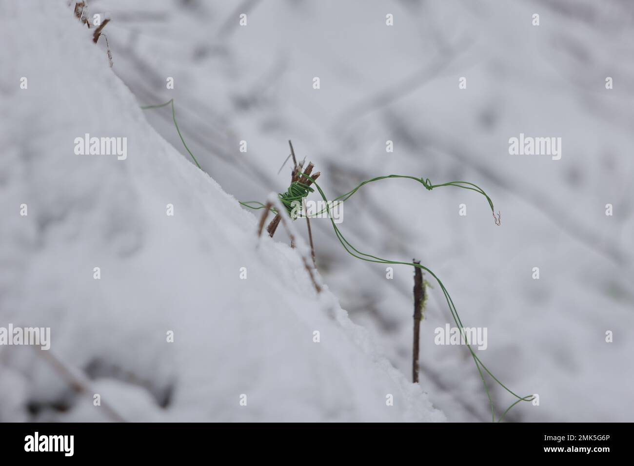 28 January 2023, Saxony-Anhalt, Rübeland: View of an ignition line in ...