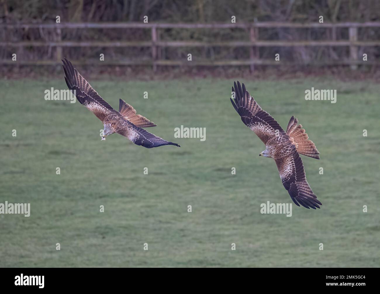 Pair red kites in flight hi-res stock photography and images - Alamy