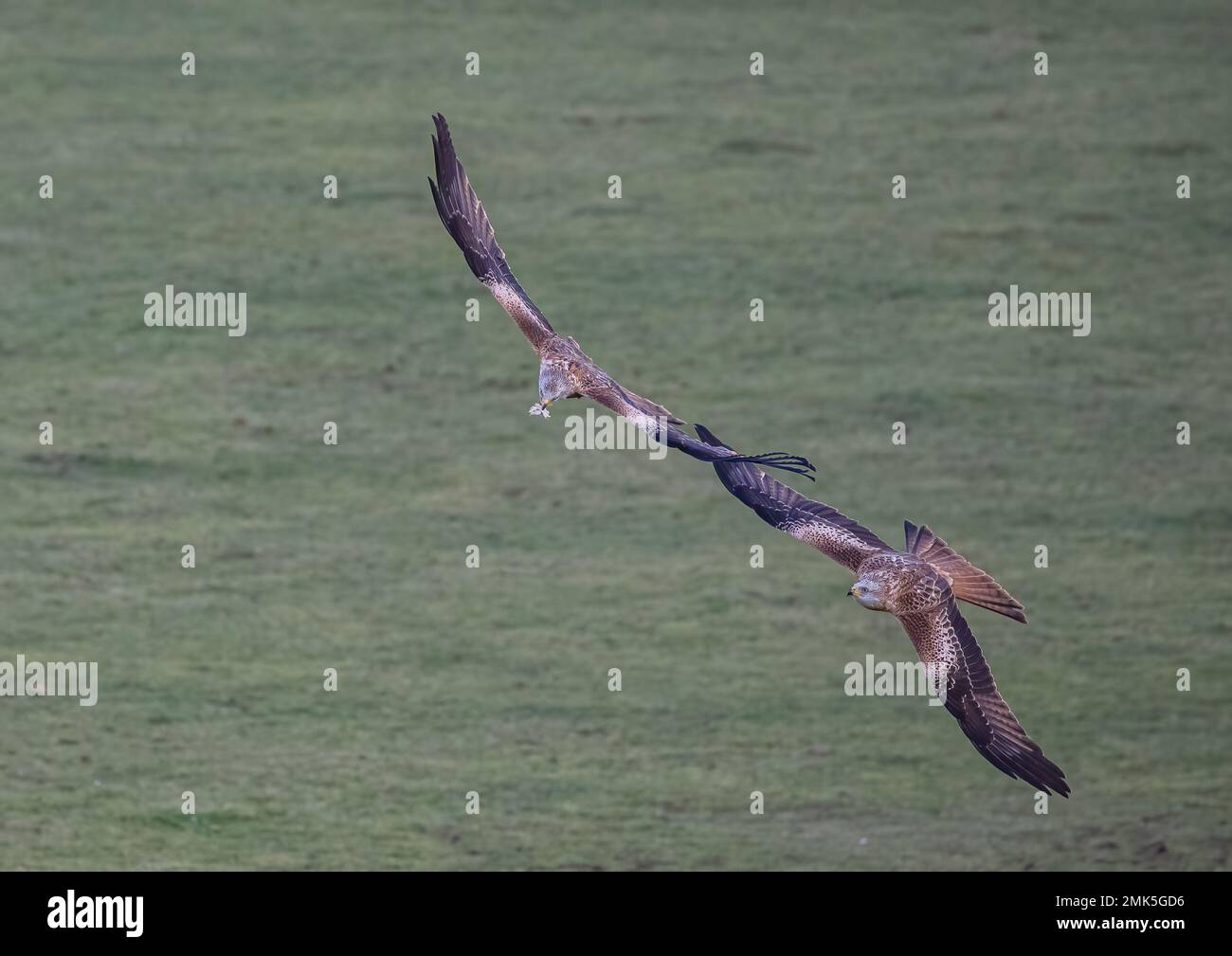 Predator chasing prey hi-res stock photography and images - Alamy