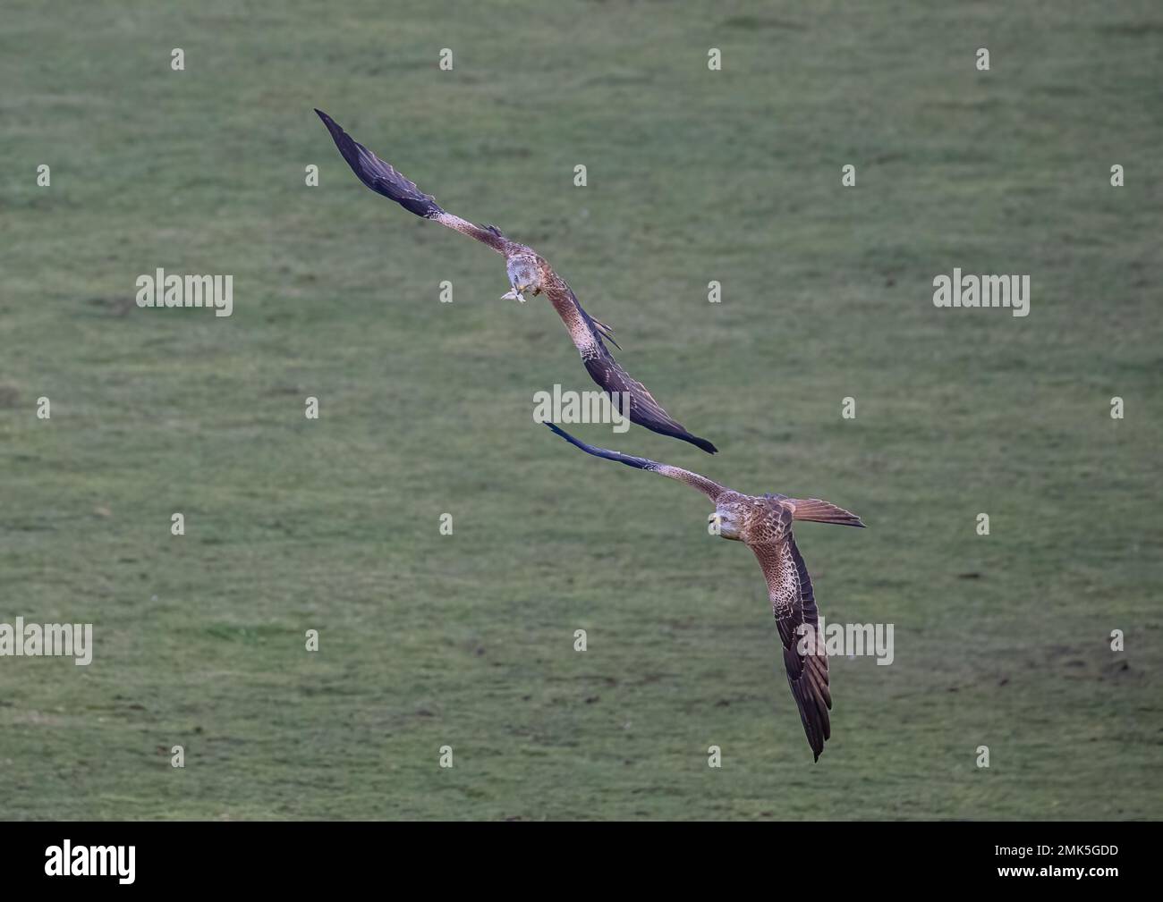Pair red kites in flight hi-res stock photography and images - Alamy
