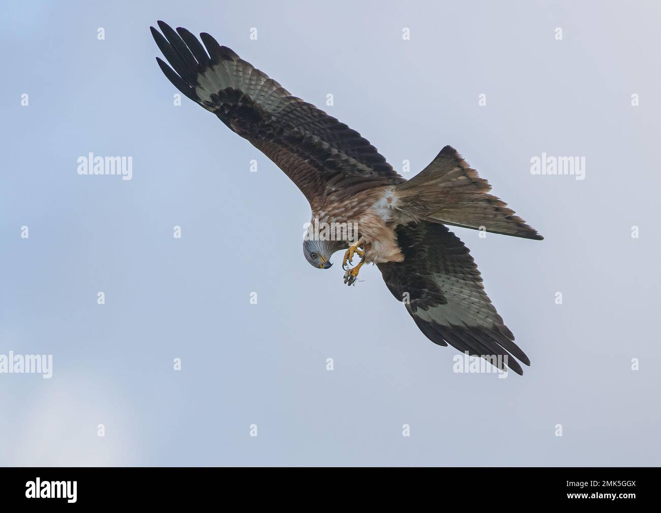 Close up of a Red Kite (Milvus milvus) showing it's agilty , eating a ...