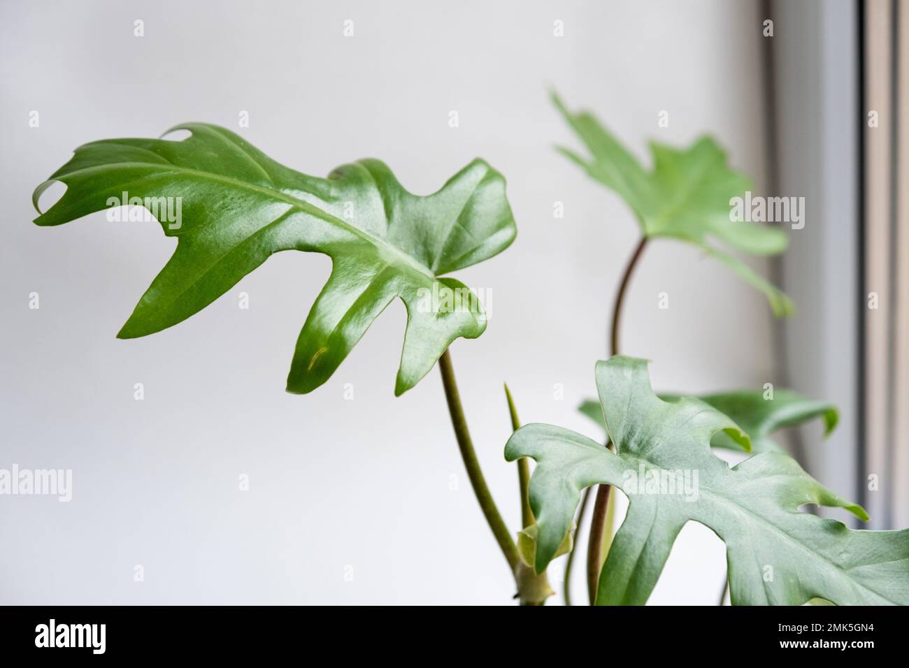 Philodendron Mayo in the interior of the house. Carved leaves of a ...
