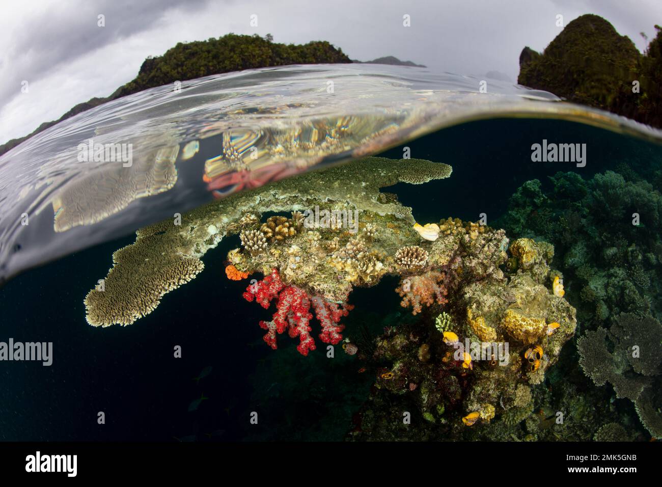 A healthy array of corals competes for space on a shallow coral reef in ...