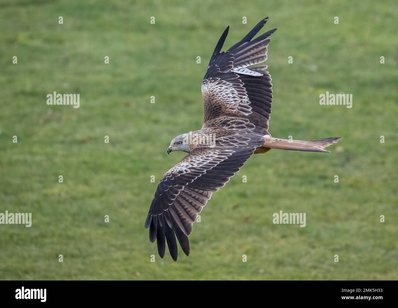A spectacular Red Kite ( Milvus milvus ) in action . Caught in flight ...