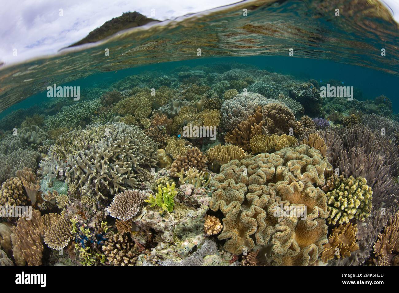 A healthy array of corals competes for space on a shallow coral reef in ...